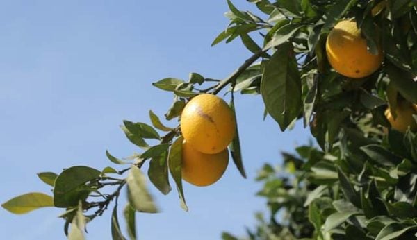 Limonare con la lingua – its not making lemonade!
